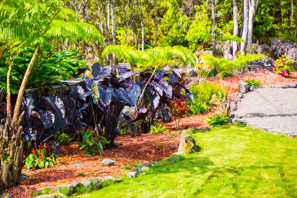 Volcano Rainforest